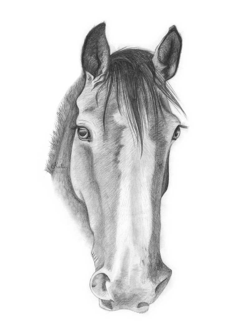 Horse Portraits - Custom Artwork - Free Consultations